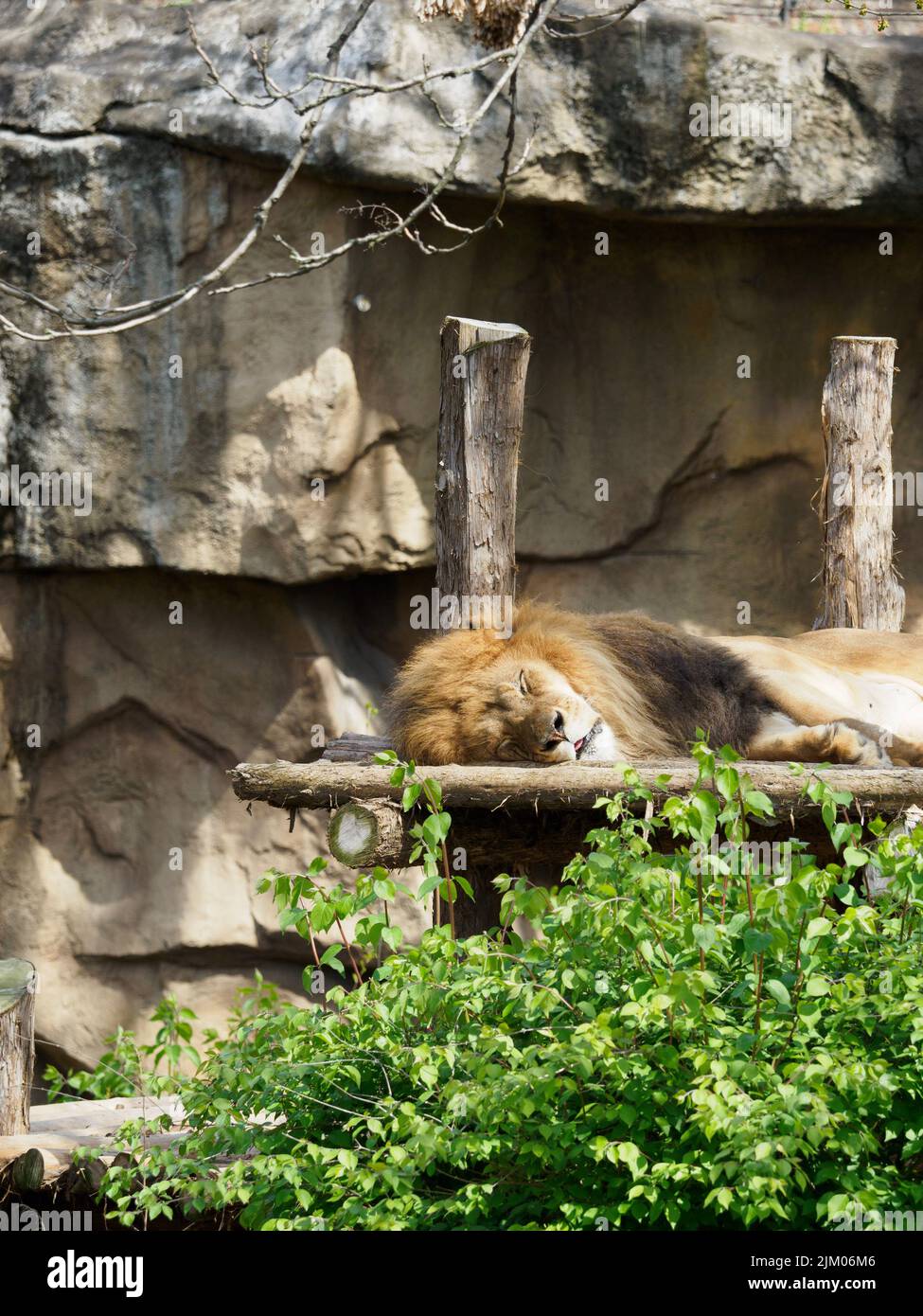 A male African Lion sleeping on his Platform in the zoo Stock Photo - Alamy