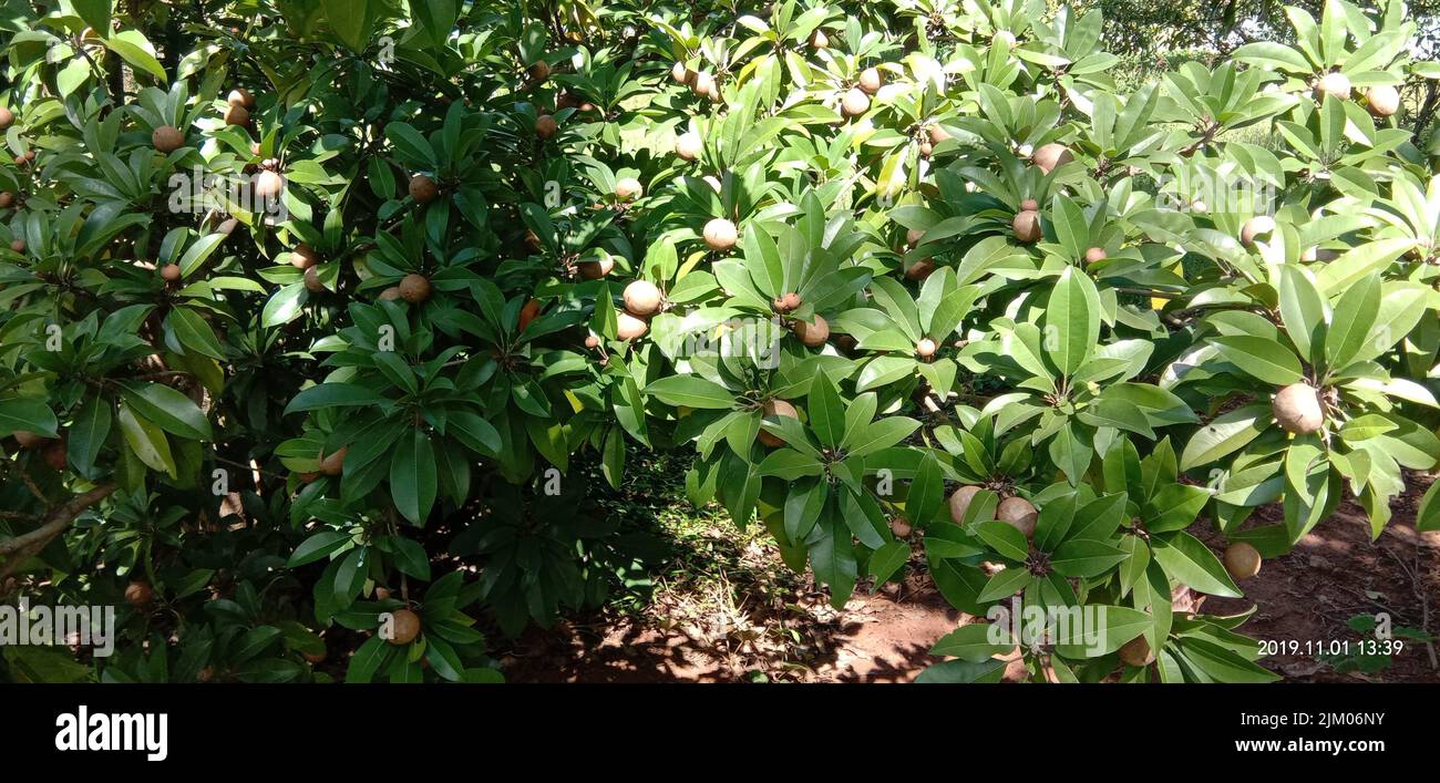 plant full of chikku or sapota Stock Photo - Alamy