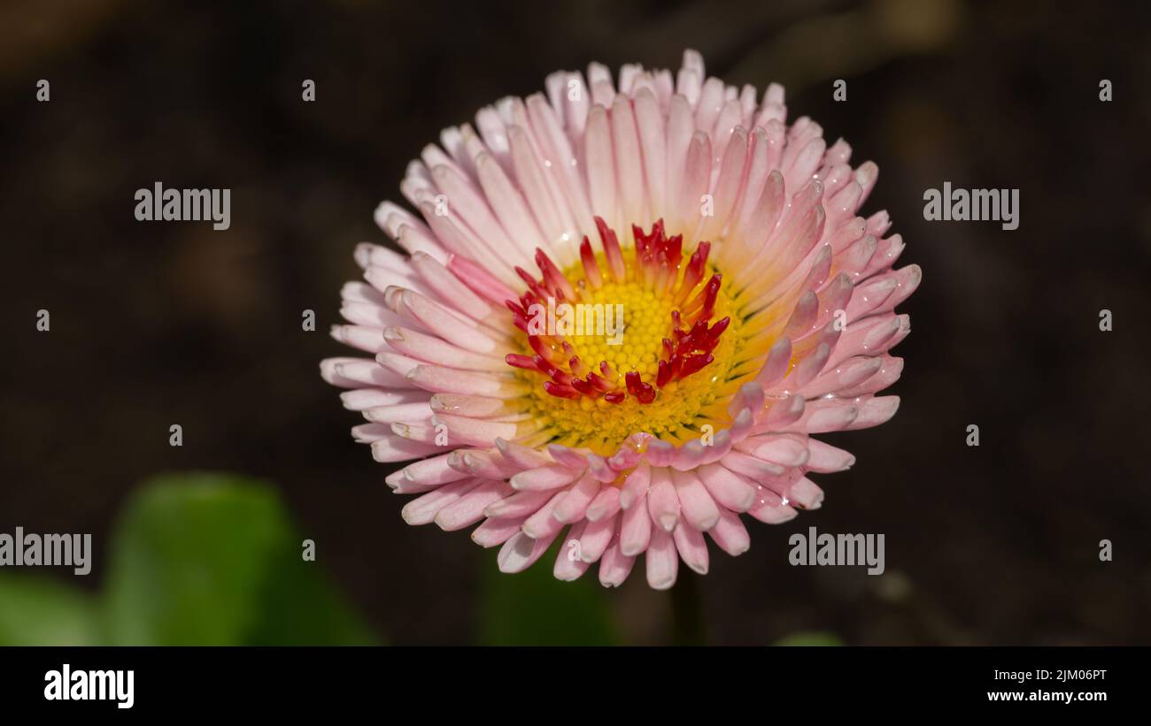 English daisy flower hi-res stock photography and images - Alamy