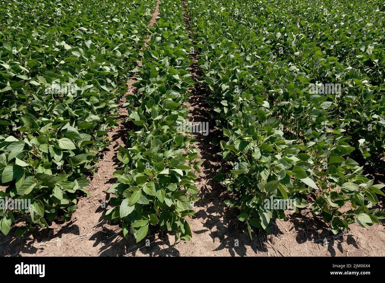 Row of crops on a farm hi-res stock photography and images - Alamy
