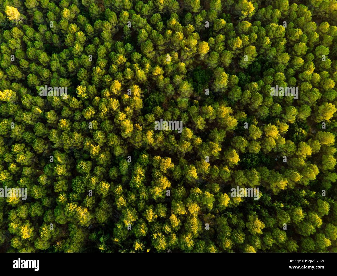 An aerial top view of thick green trees in the forest Stock Photo - Alamy