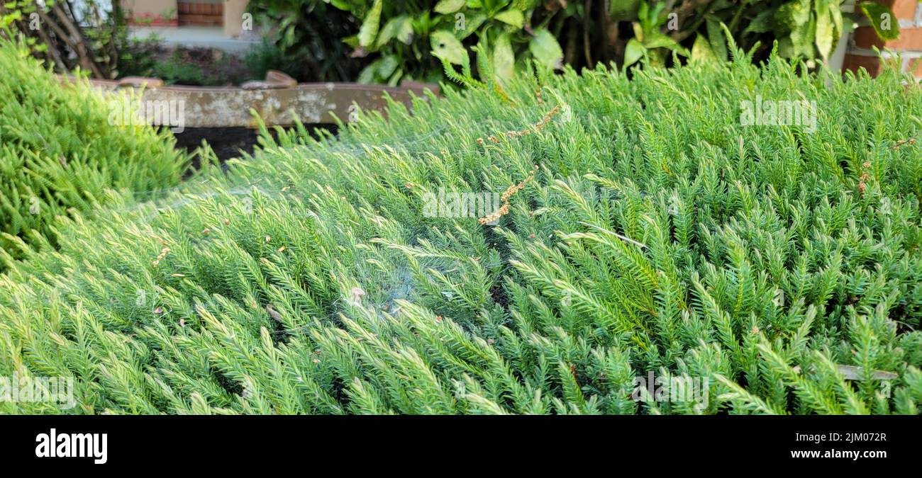 Conifer covered hi-res stock photography and images - Alamy