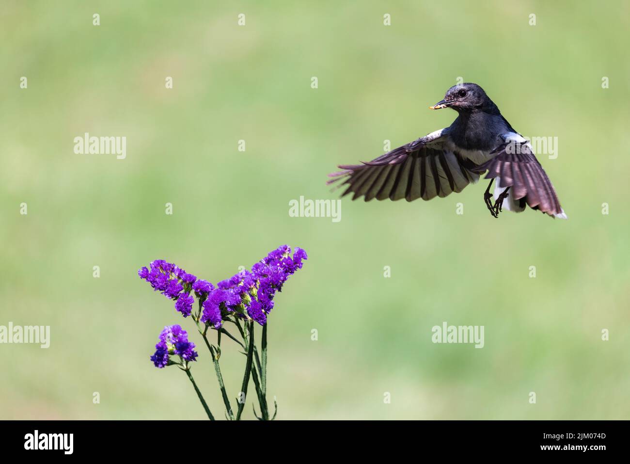 A majestic mockingbird in flight over a beautiful purple flowers Stock ...