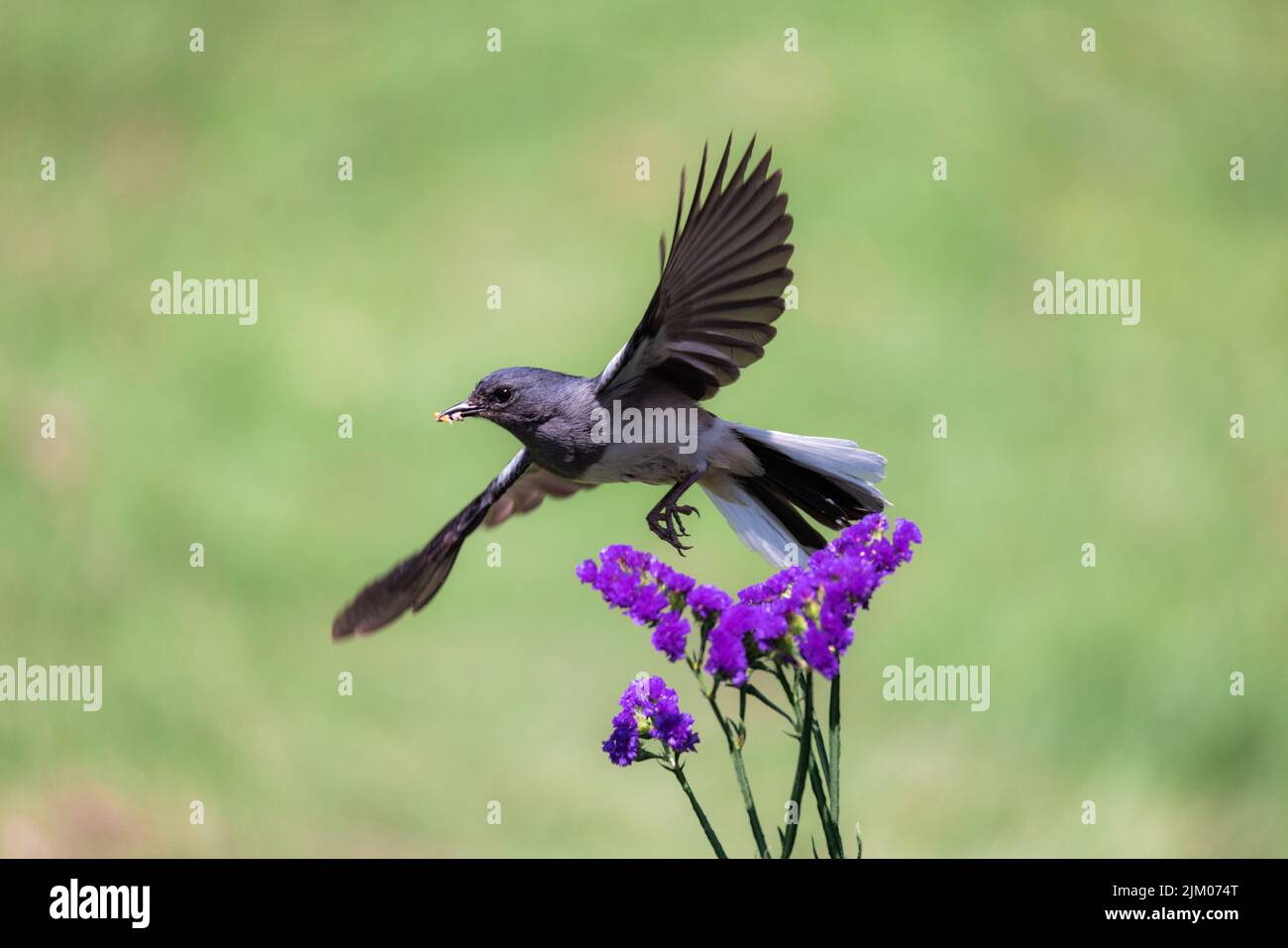 Beautiful majestic bird hi-res stock photography and images - Alamy