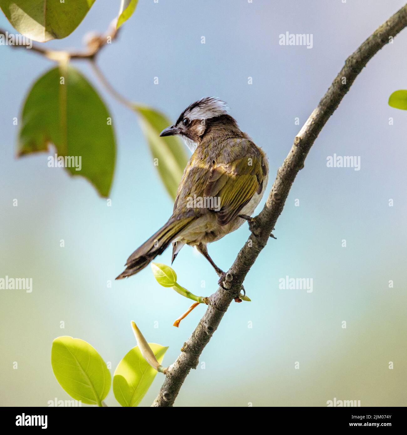 Bird on tiny branch hi-res stock photography and images - Alamy
