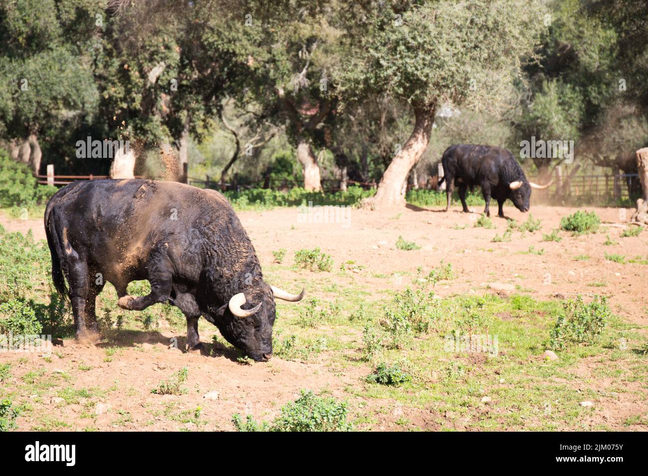 group of black bulls in the countryside of spain. The bull is art and ...