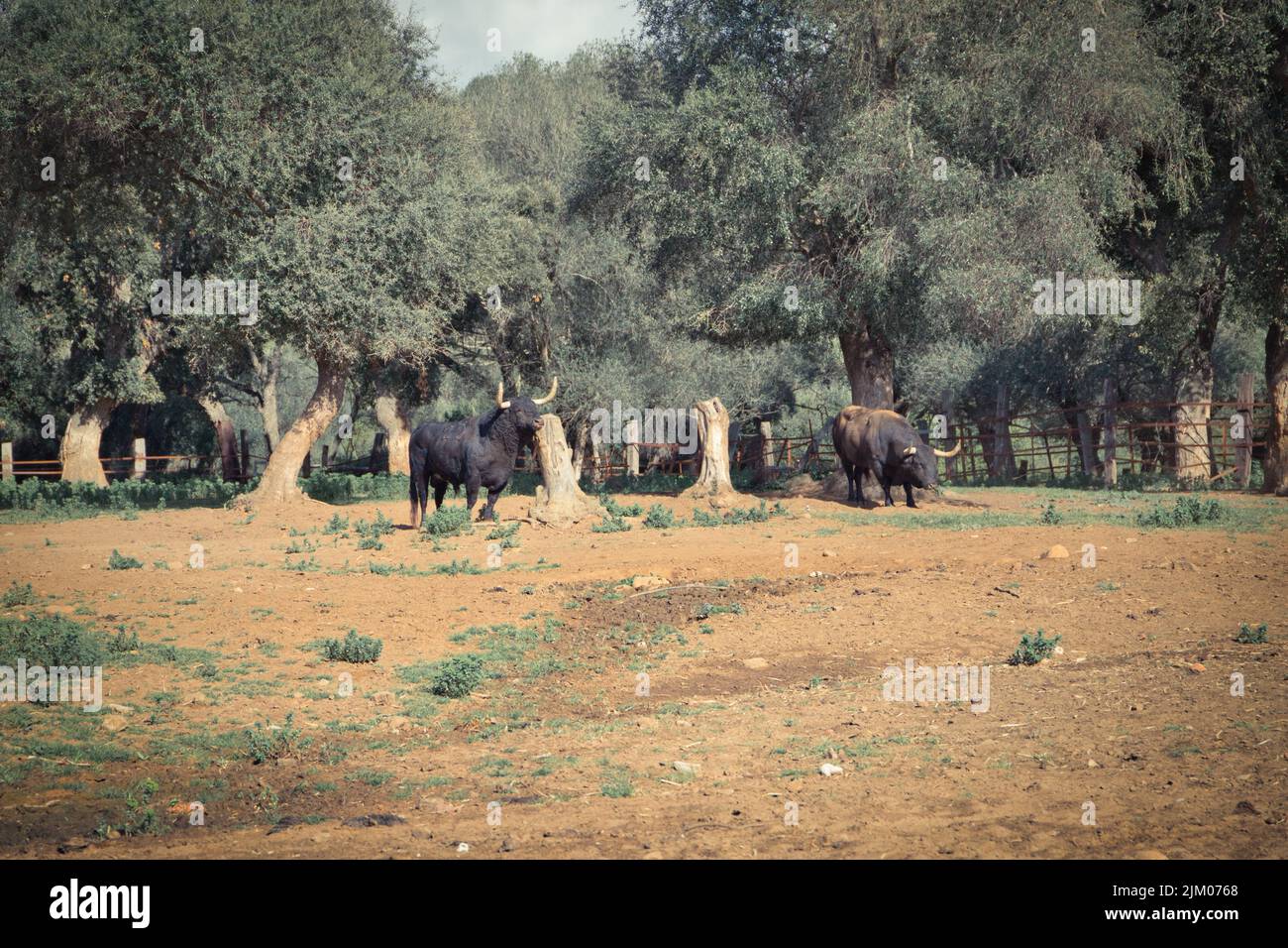 group of black bulls in the countryside of spain. The bull is art and ...
