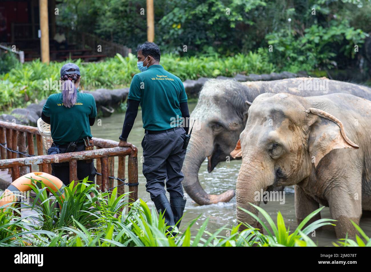 Two zookeepers interacting with elephants at Singapore Zoo Stock Photo ...