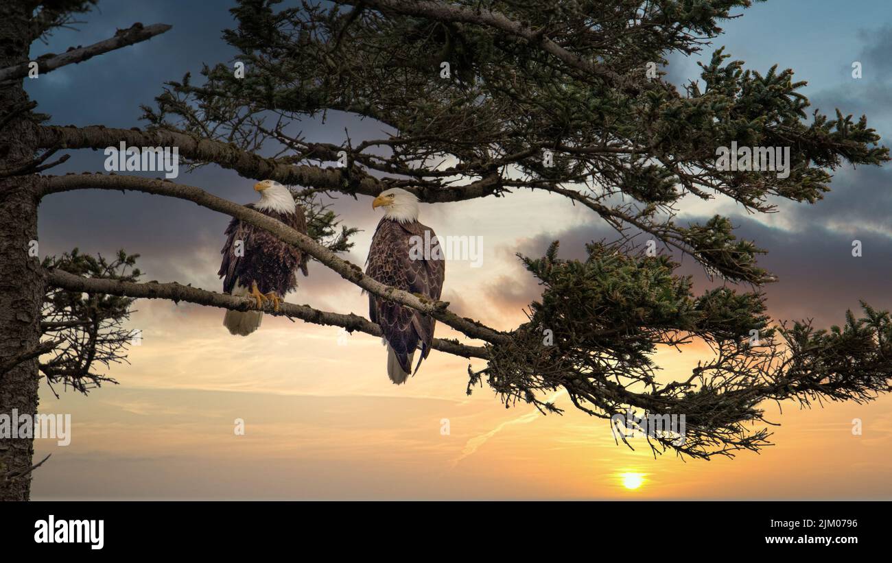 The two bald eagles (haliaeetus leucocephalus) perched on tree branch ...