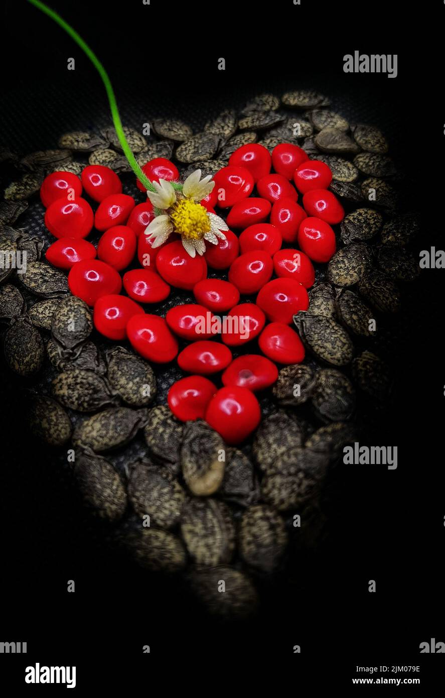 Flower with heart shaped petals hi-res stock photography and images - Alamy