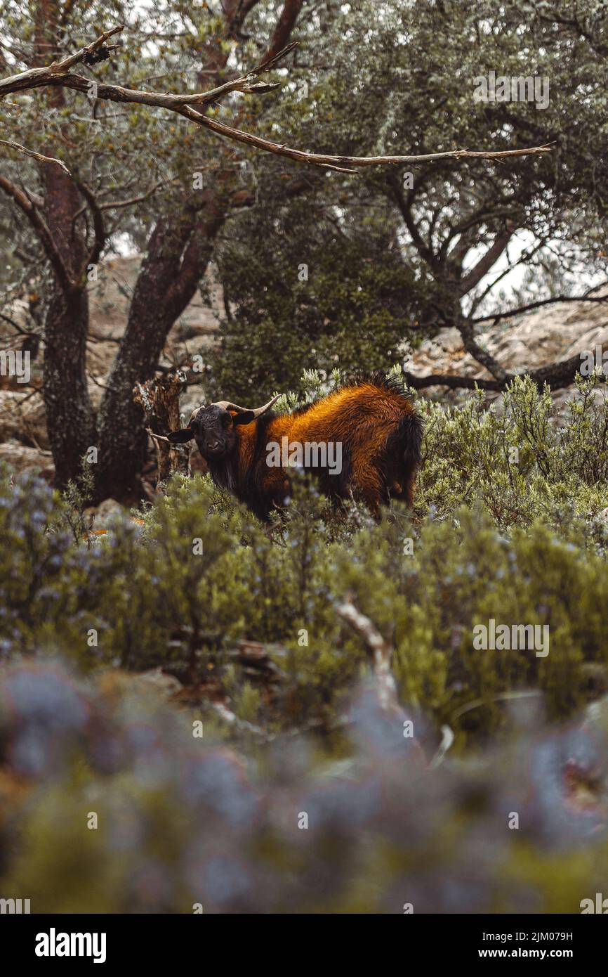 A beautiful brown big bull spotted in Yellowstone ranch national park ...