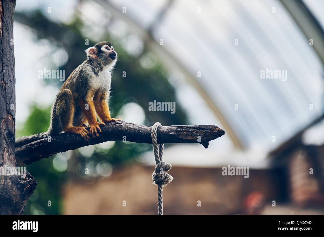 The close-up shot of a Squirrel monkey on a tree branch in a Zoo Stock ...