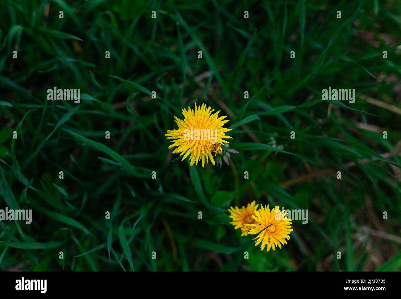 A top view of common dandelions (Taraxacum officinale) with yellow ...