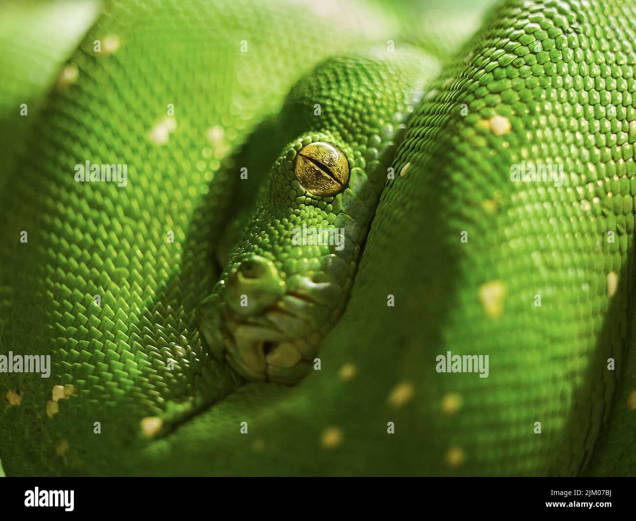 The close-up shot of a green snake looking at a camera Stock Photo - Alamy
