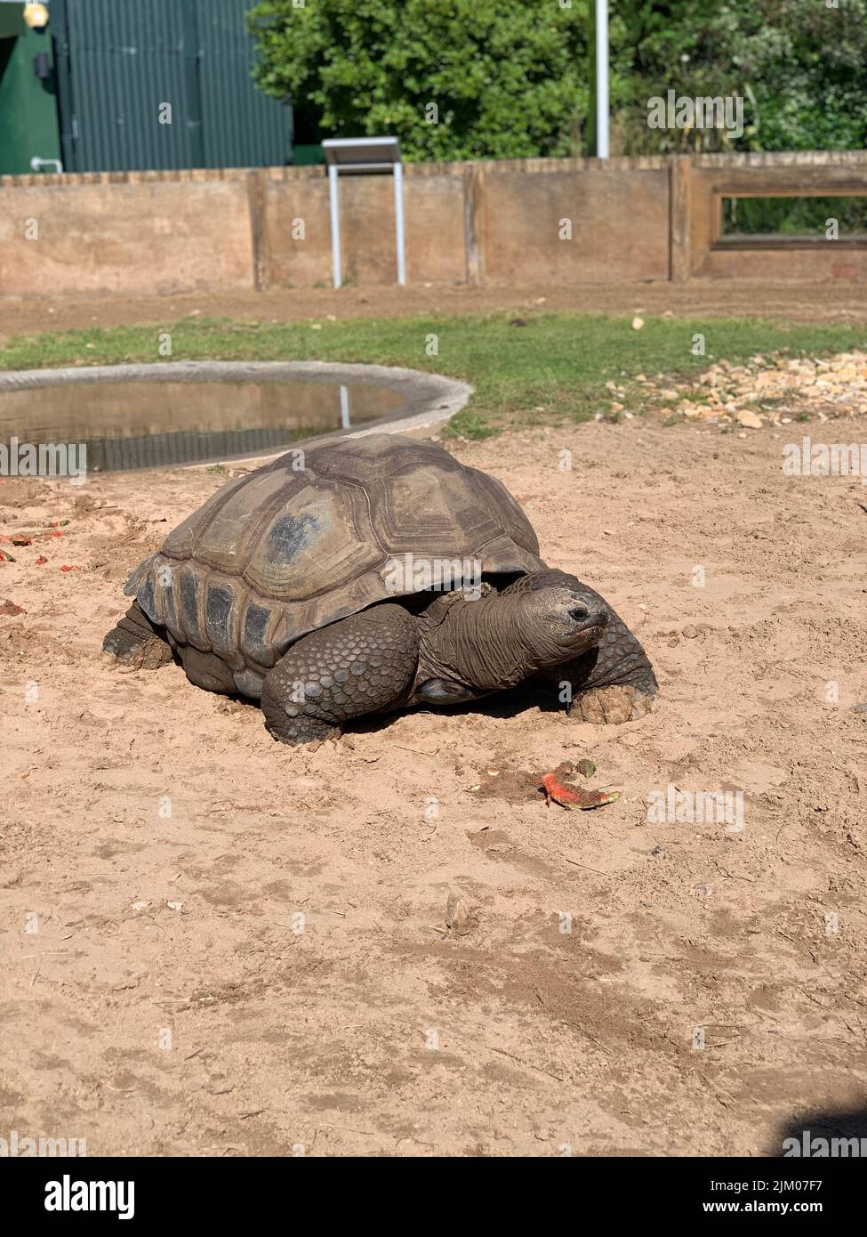 Stone tortoise hi-res stock photography and images - Alamy