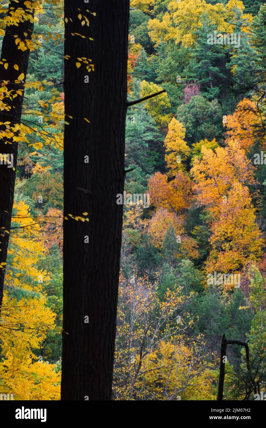 A vertical shot of colorful autumn trees at Robert H Treman State Park ...