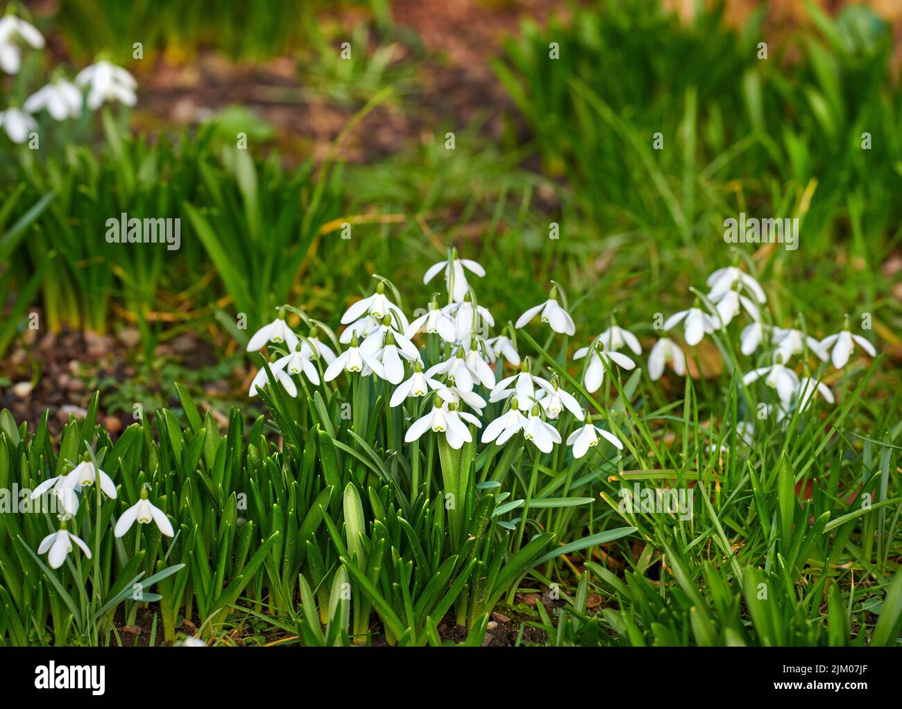 Common snowdrop - Galanthus nivalis Stock Photo - Alamy