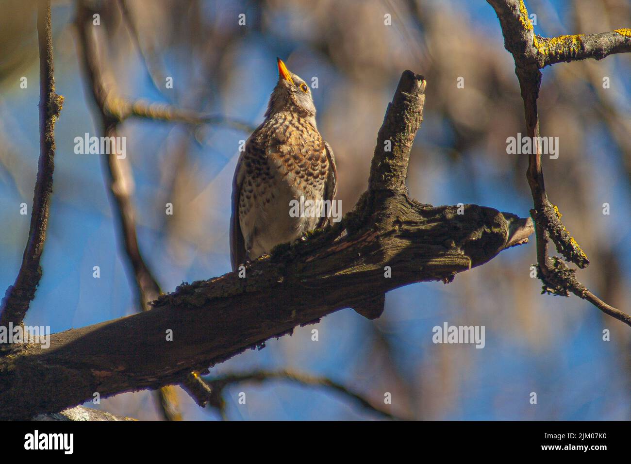Closeup shot fieldfare bird hi-res stock photography and images - Alamy