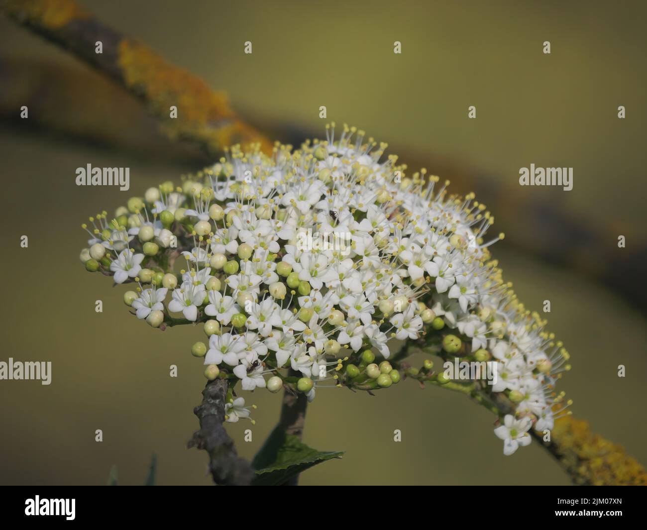 A closeup of a beautiful Wayfaring tree white flowers on a blurry ...