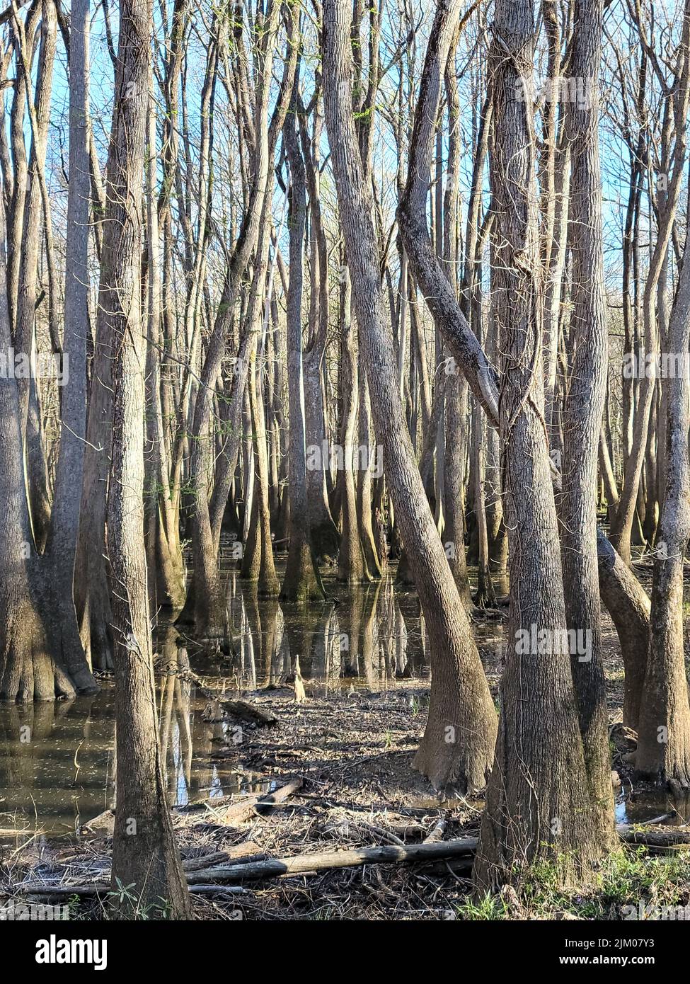 Tall marsh plant hi-res stock photography and images - Alamy