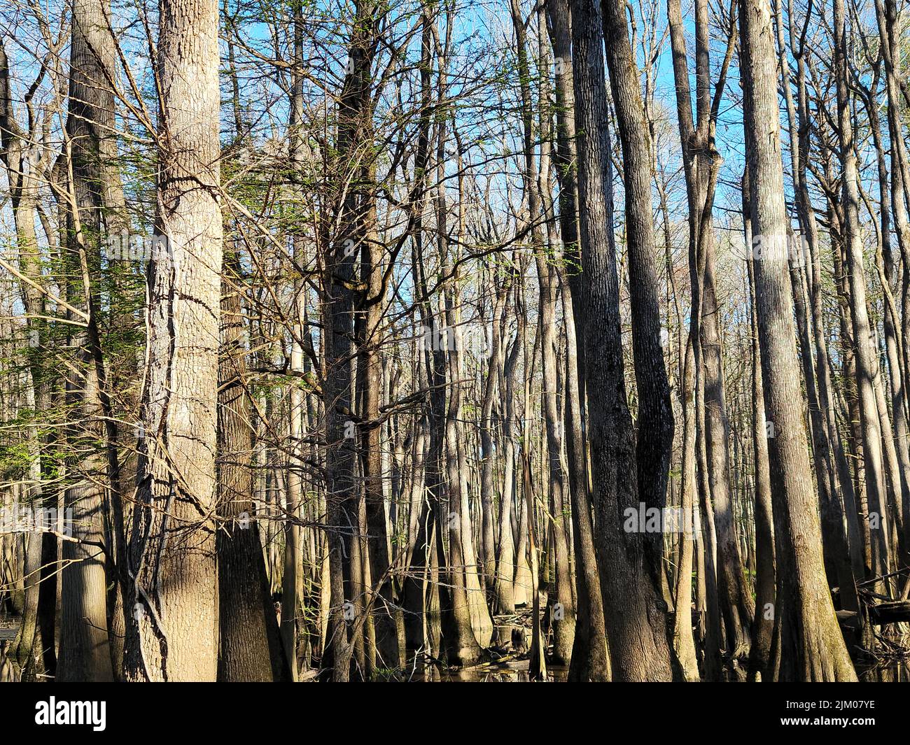A closeup of tall leafless trees growing in the marshland Stock Photo ...