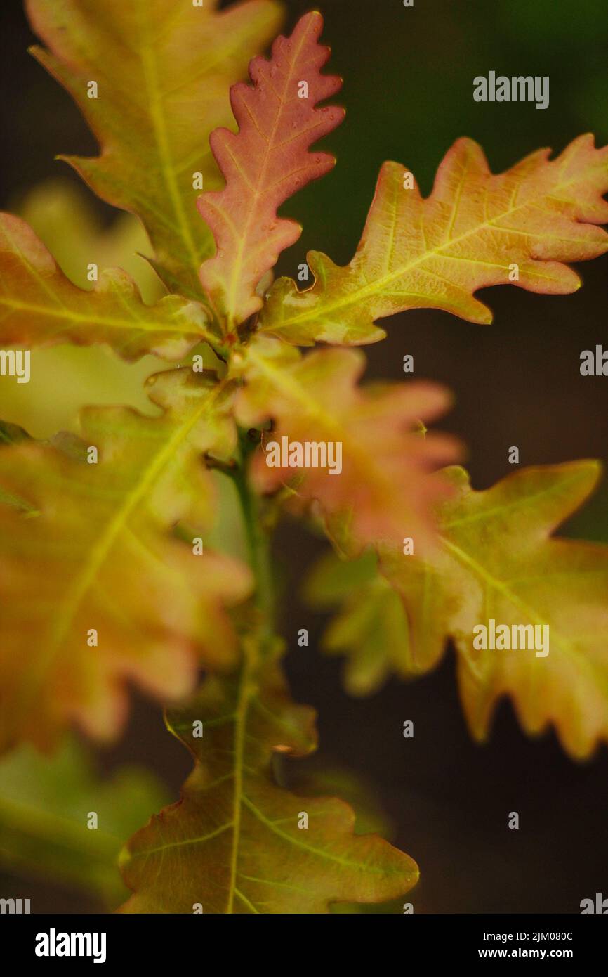 Acorn orange hi-res stock photography and images - Alamy