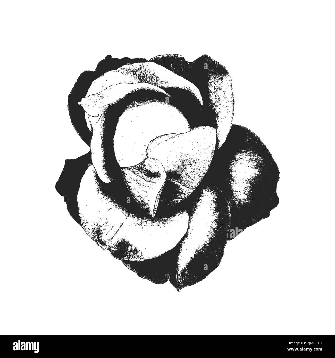 Hand draw rose flower in retro style. Distress vector illustration ...