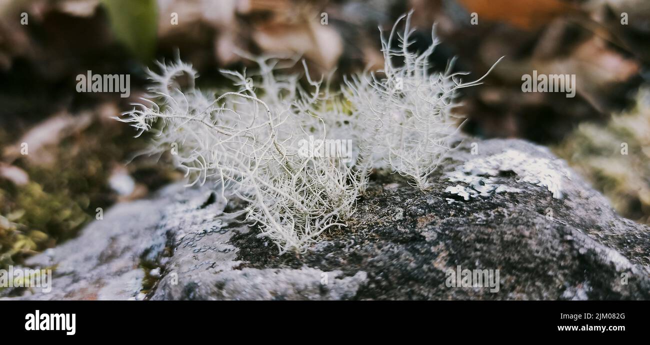 Usnea lichen hi-res stock photography and images - Alamy