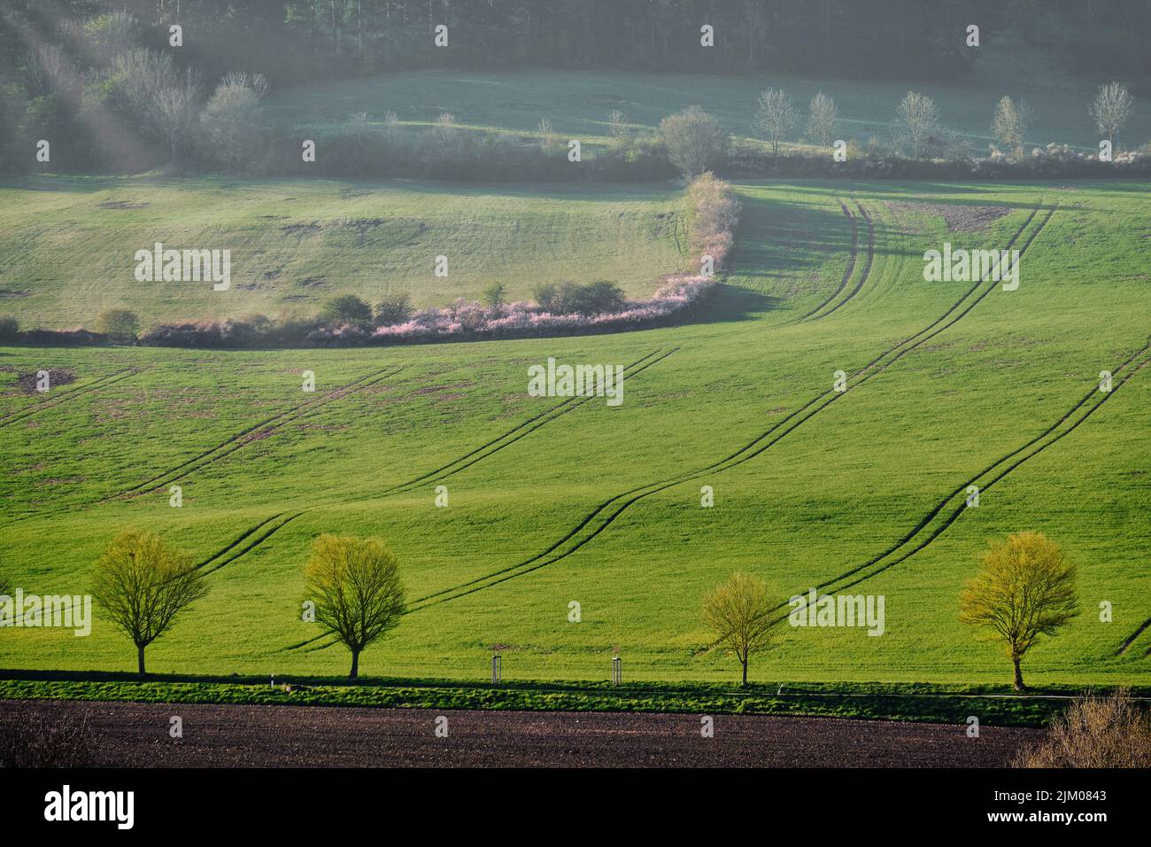 Green fields with trees hi-res stock photography and images - Alamy