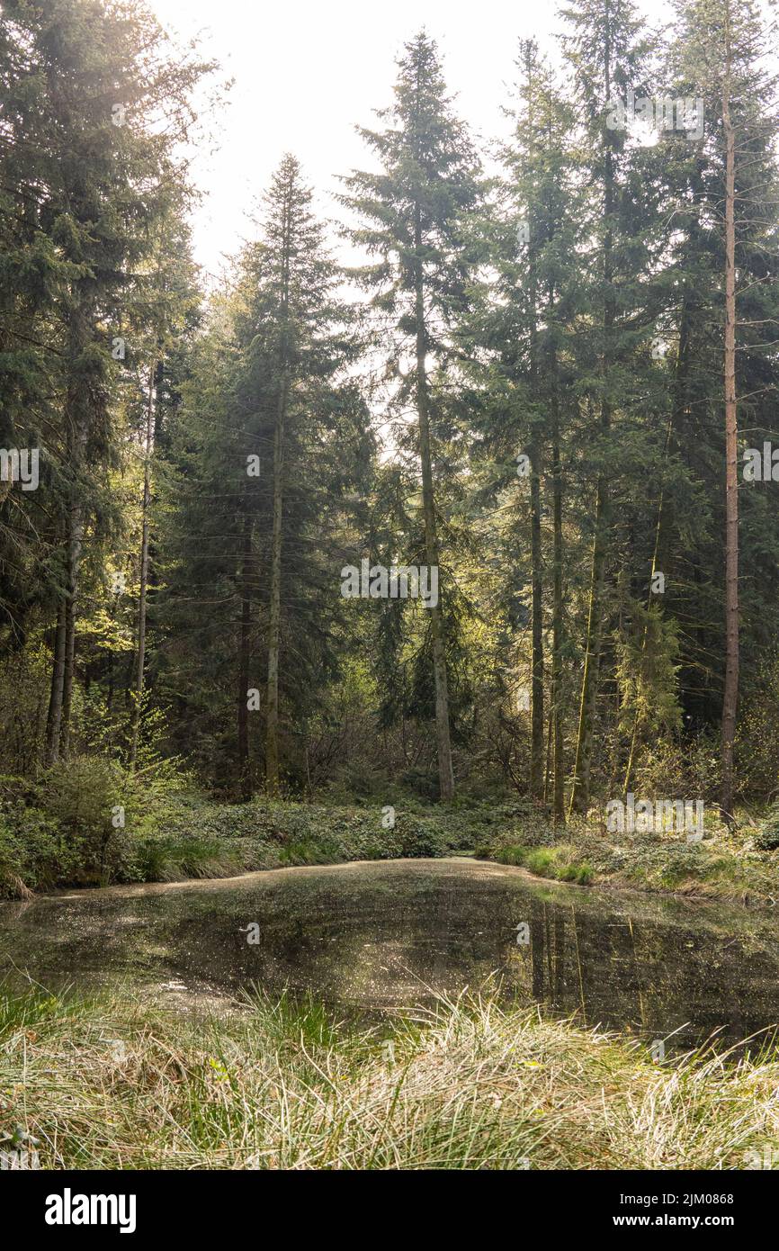 Forest splash hi-res stock photography and images - Alamy