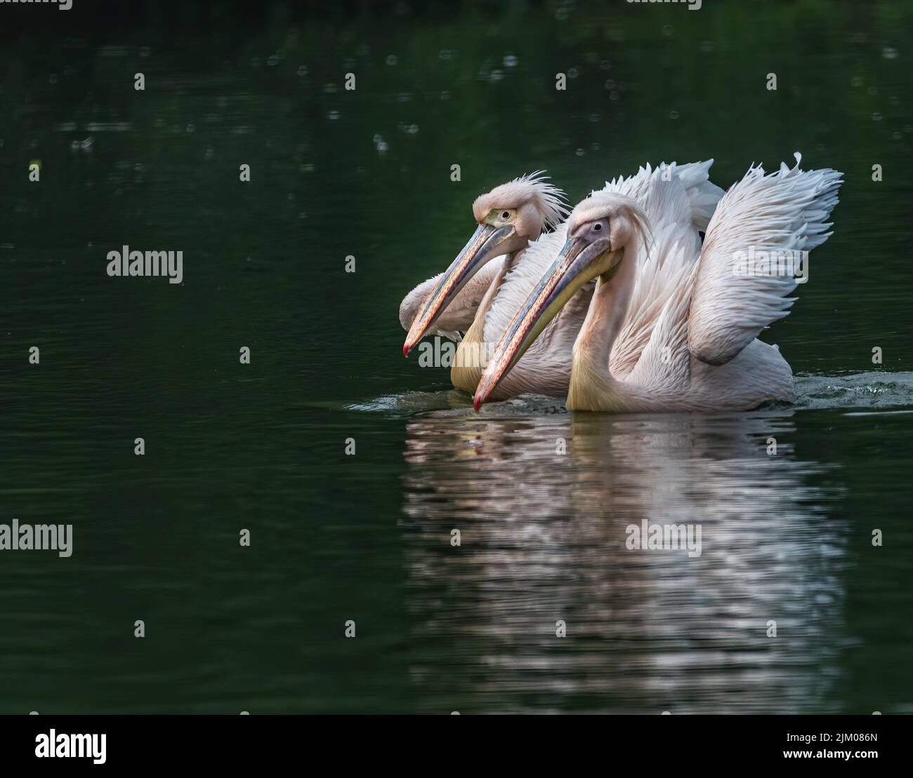 Brown pelican love hi-res stock photography and images - Alamy