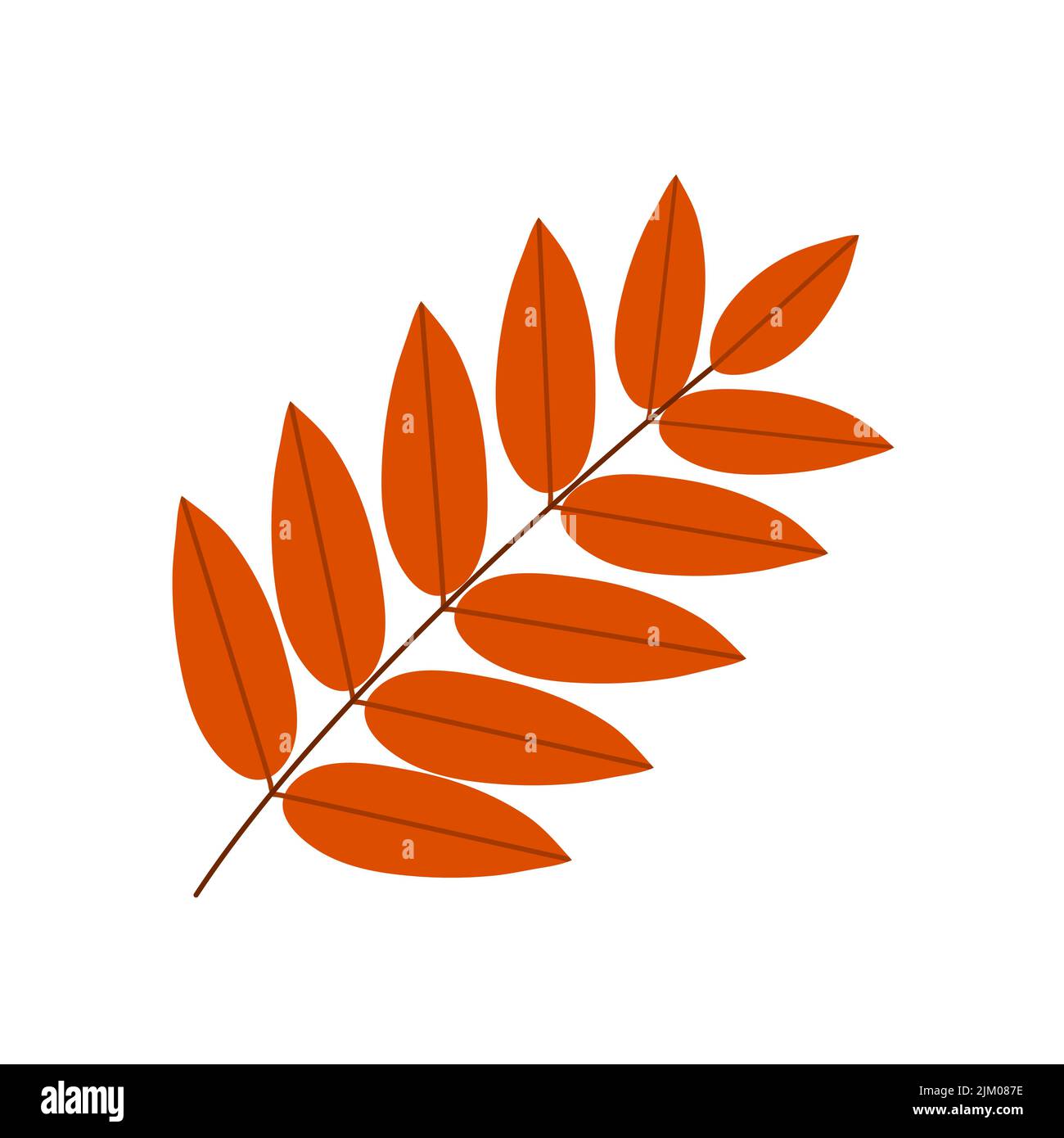 Rowan in autumn color Cut Out Stock Images & Pictures - Alamy