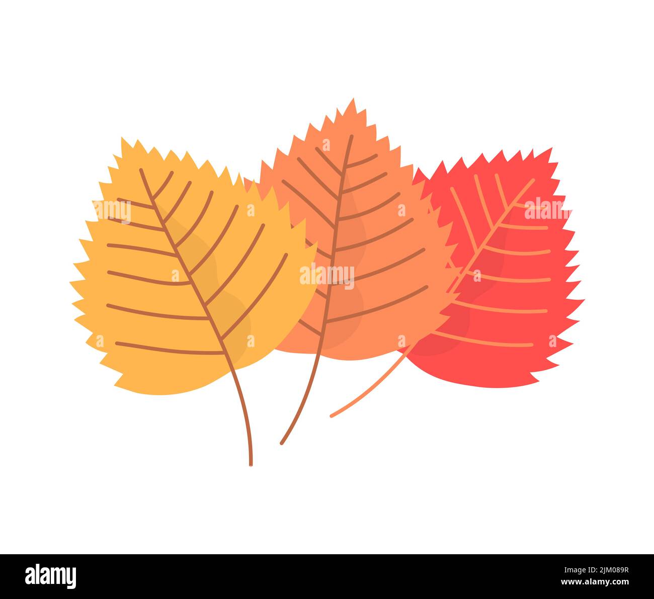 Three color birch leaf. Birch tree. Yellow, orange and red. Nature and ...