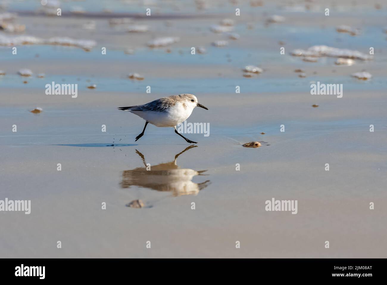 A bird sanderling running on the beach, blue sea Stock Photo - Alamy