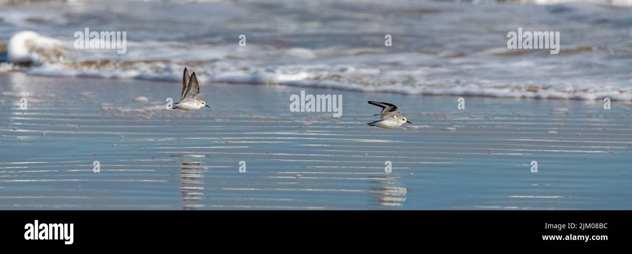 Sanderlings flying on the beach, under the blue sea Stock Photo - Alamy