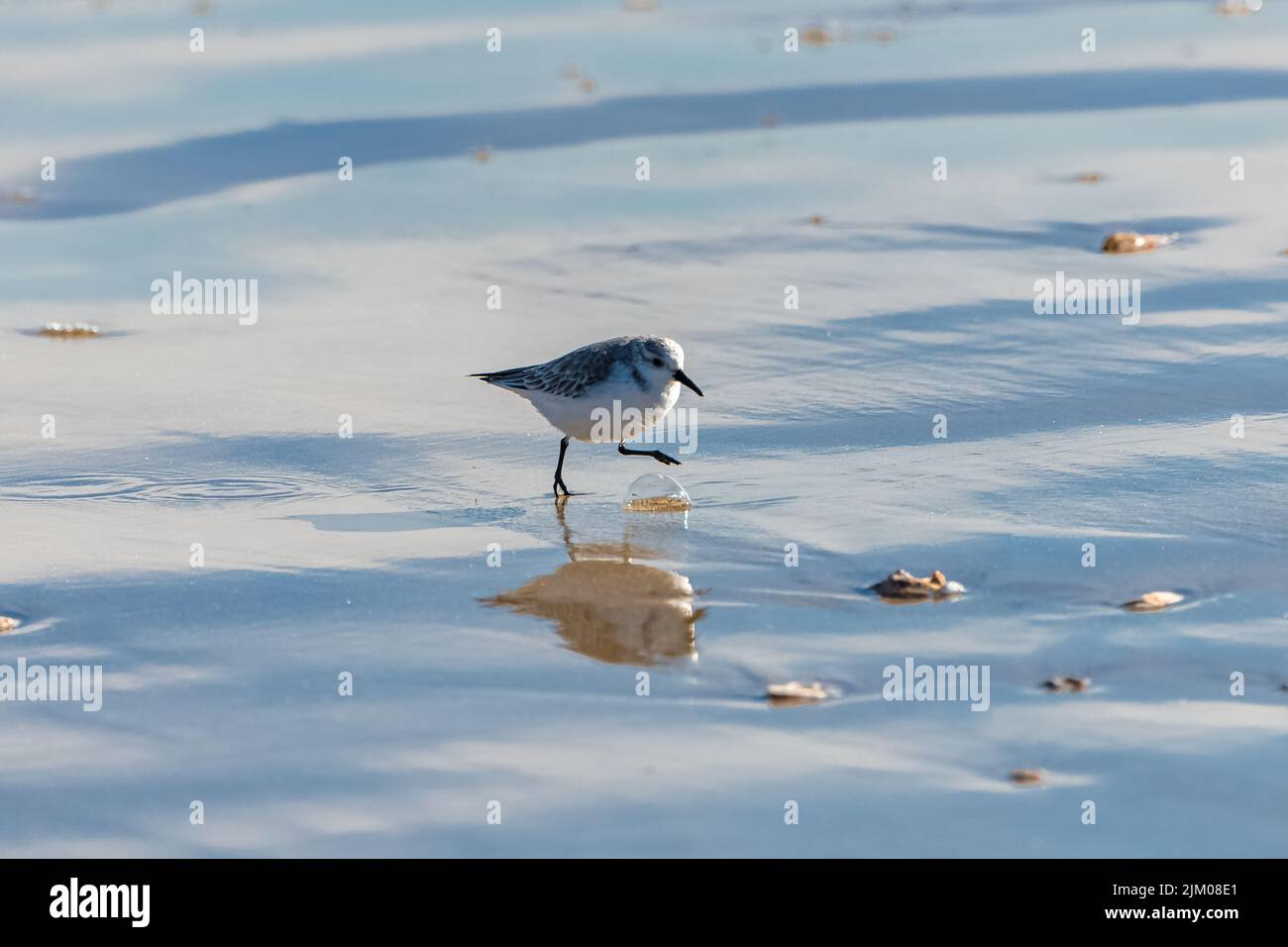 A bird sanderling eating on the beach, blue sea Stock Photo - Alamy