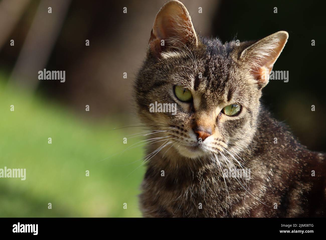 Shallow head hi-res stock photography and images - Alamy