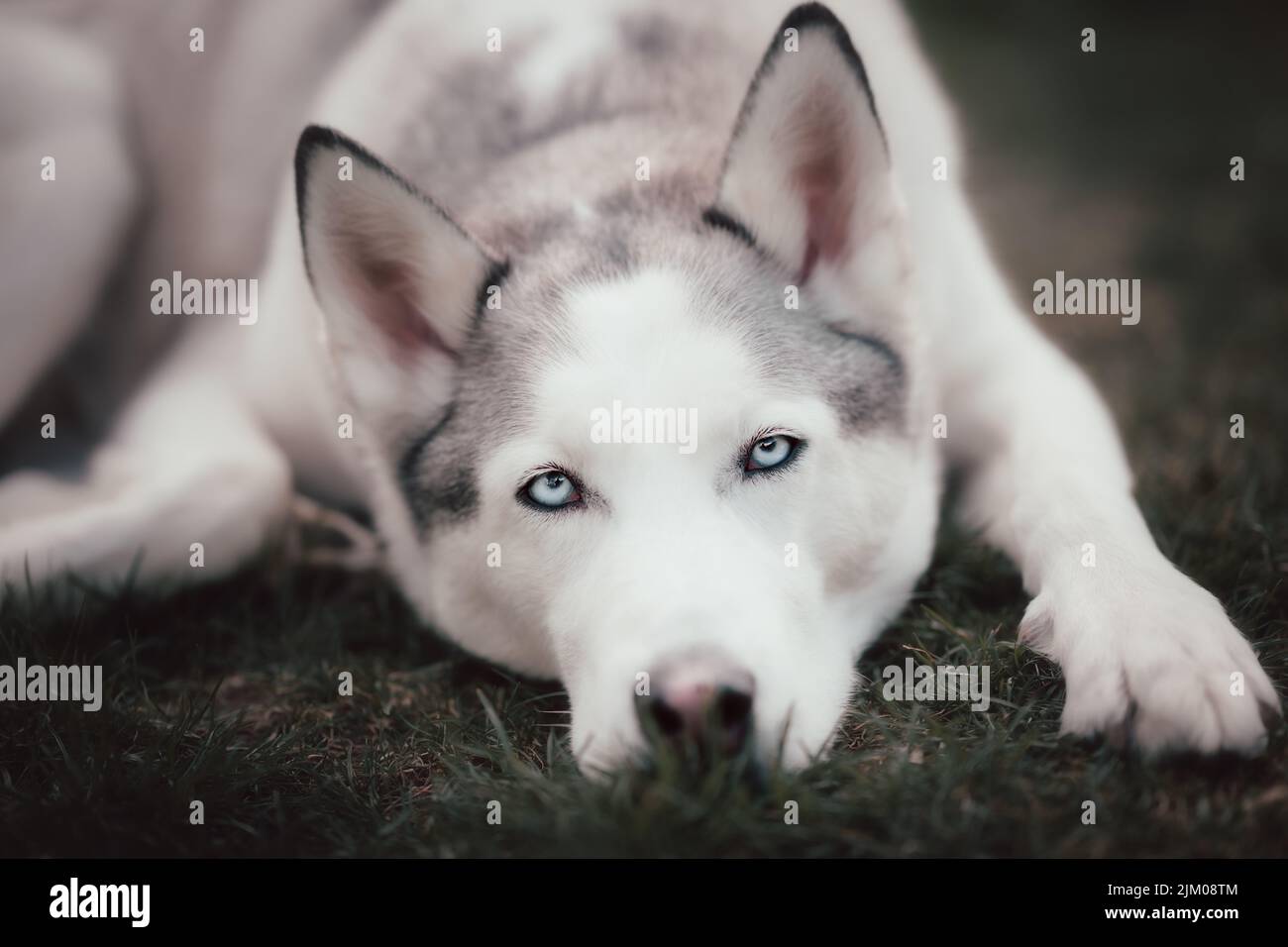 A closeup of a white Siberian husky dog resting on the ground Stock ...