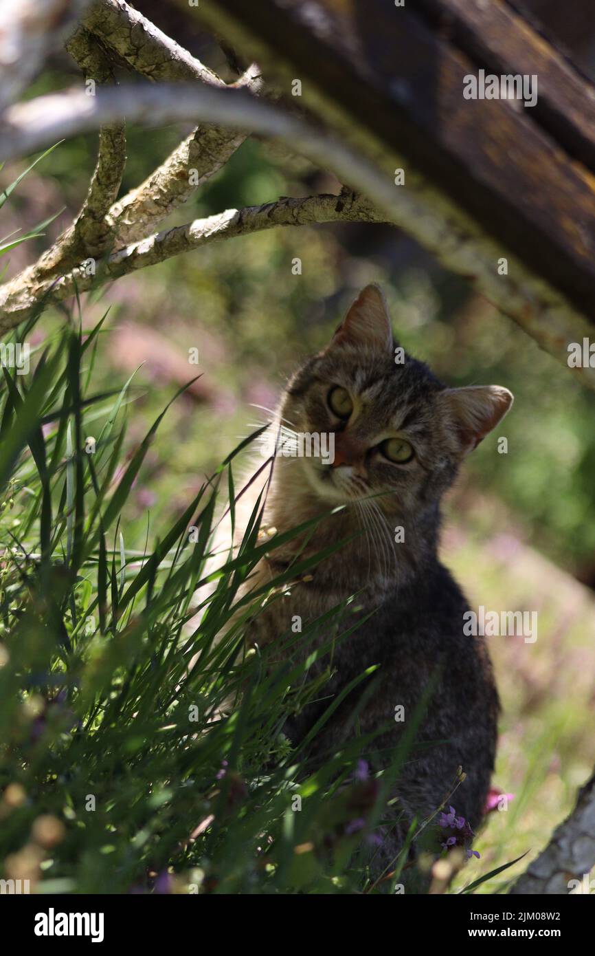 A vertical selective focus of a tabby cat staring at the camera from ...