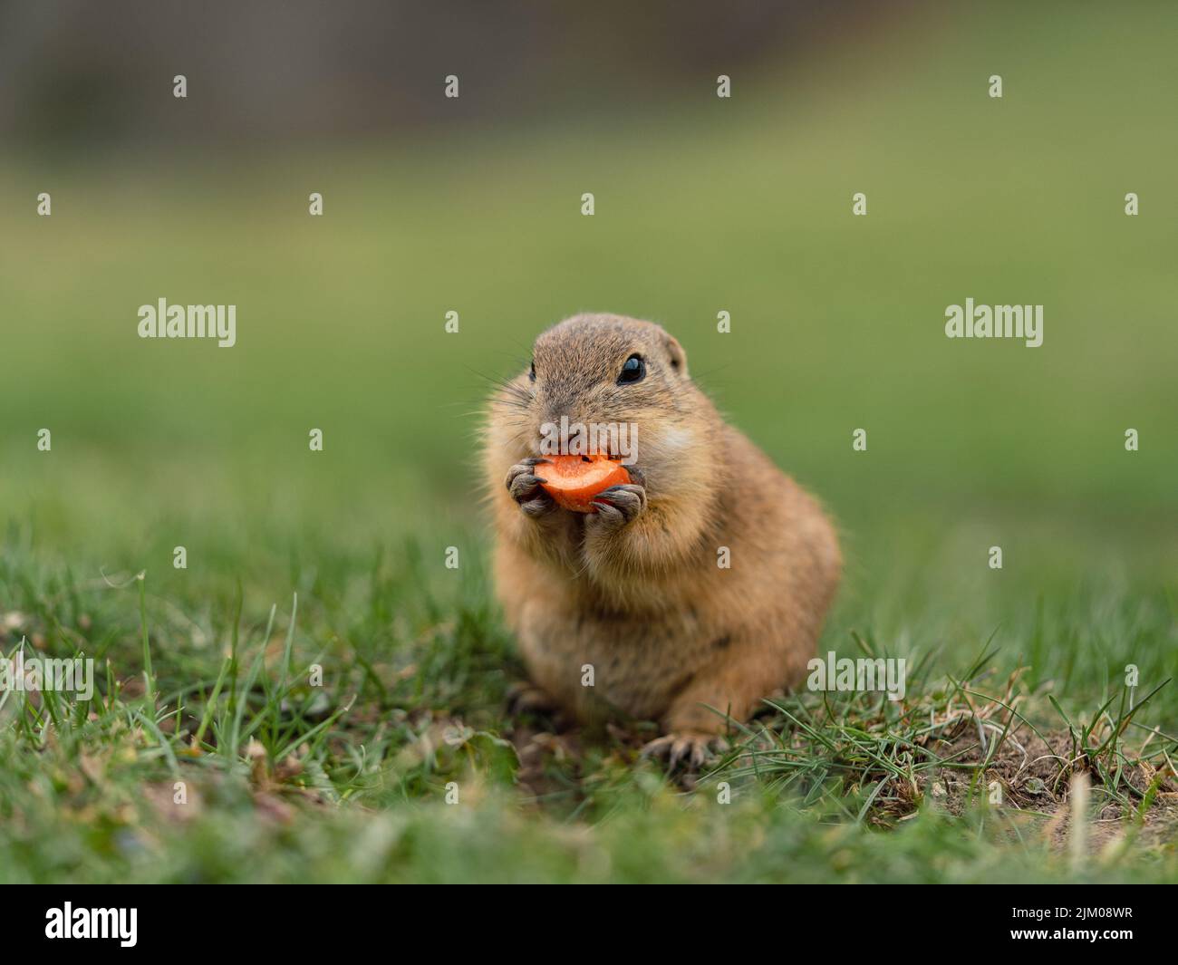 A closeup of the European ground squirrel, Spermophilus citellus, also ...