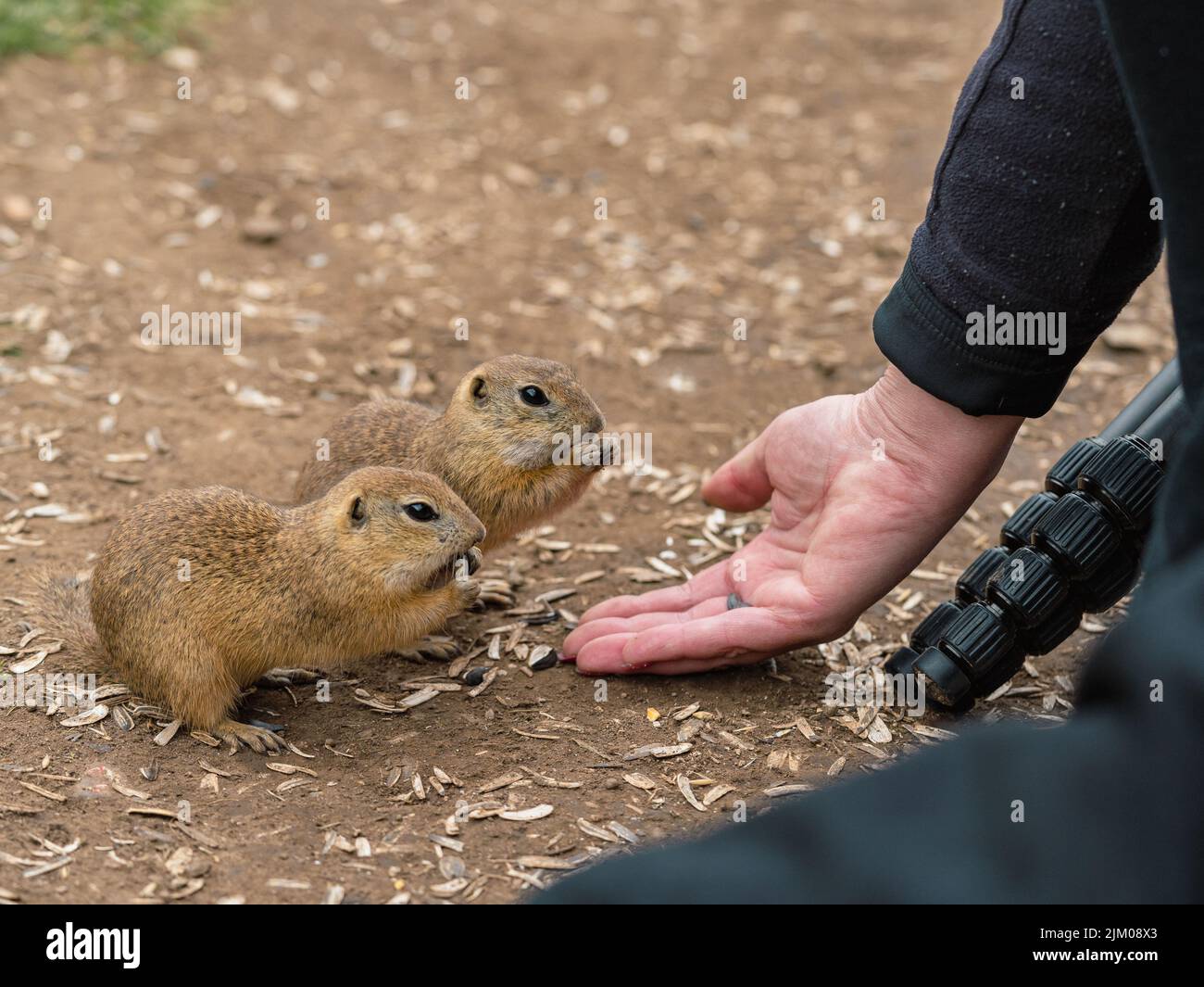A selective focus shot of ground squirrels eating food from a person's ...