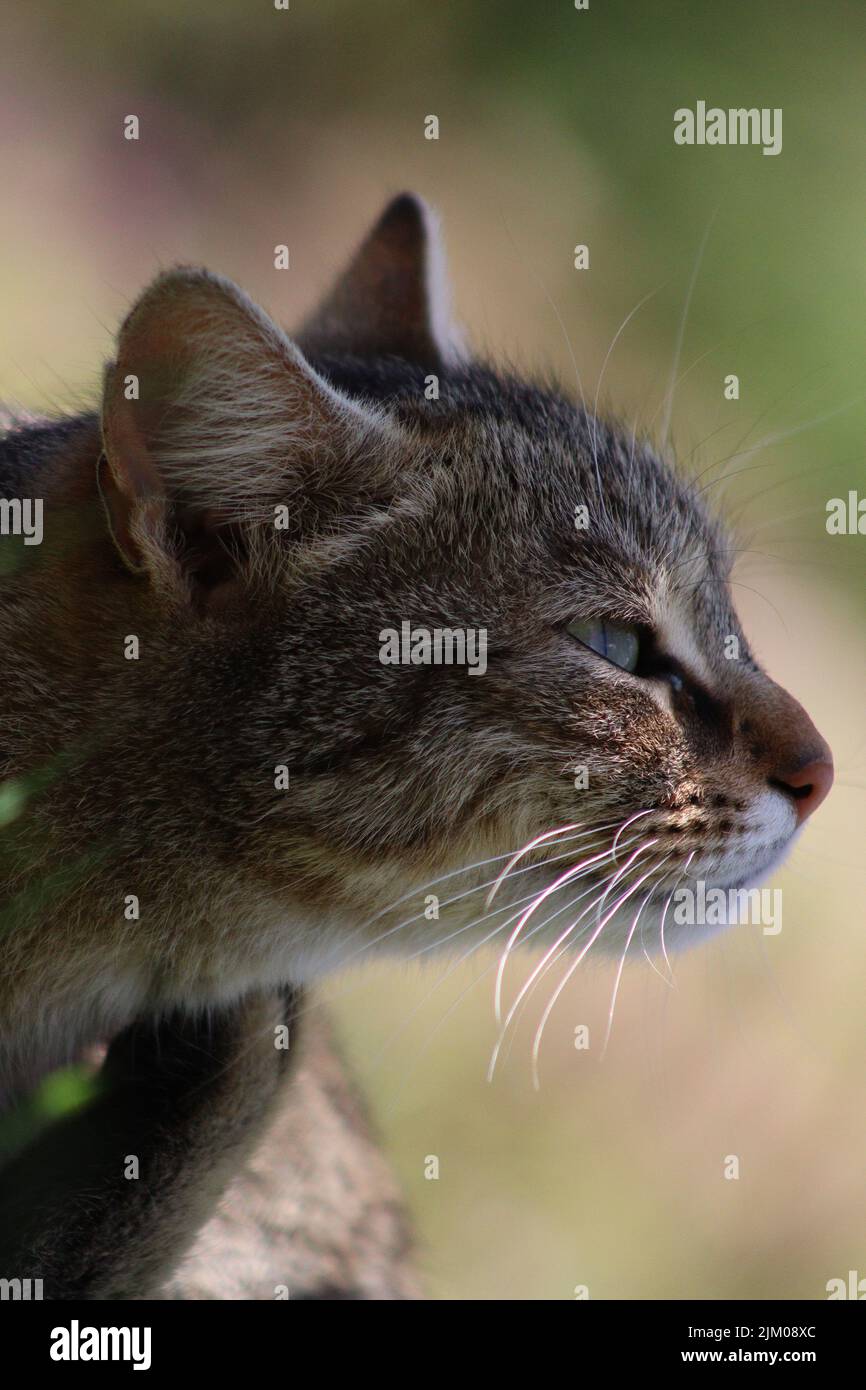 A vertical shallow focus of a tabby cat angrily staring to the side ...