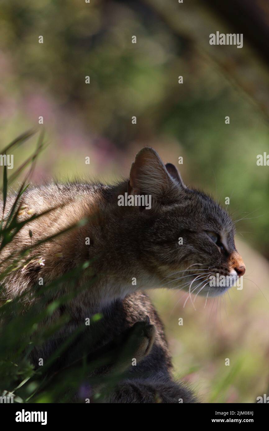 A vertical selective focus of a tabby cat angrily staring to the side ...