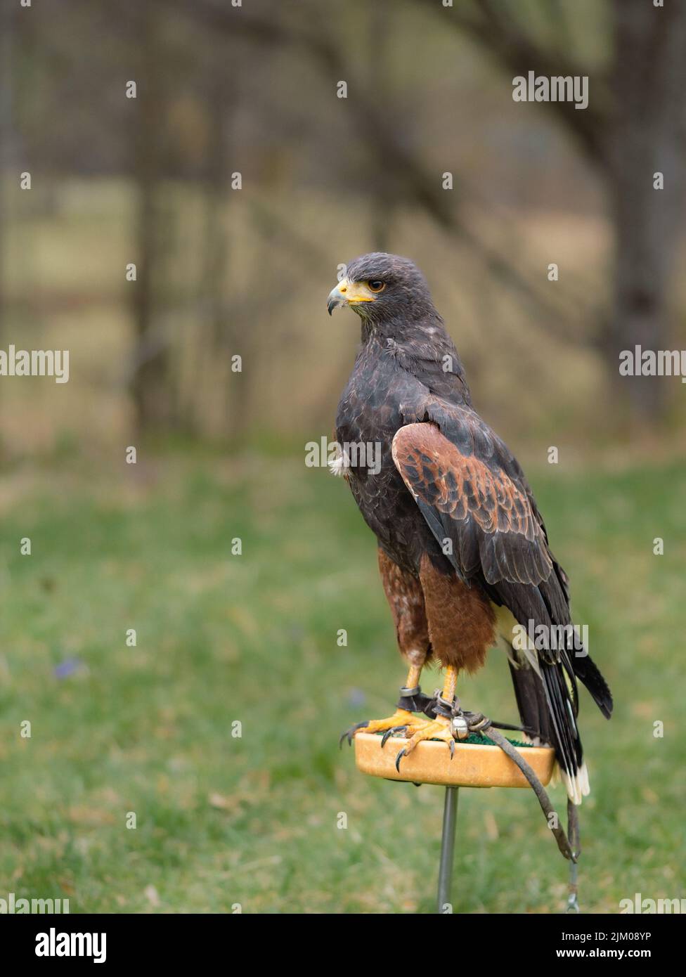 Wolf hawk hi-res stock photography and images - Alamy