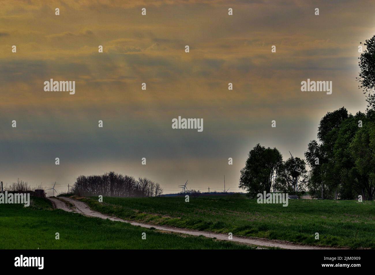 Forest narrow angle shot hi-res stock photography and images - Alamy