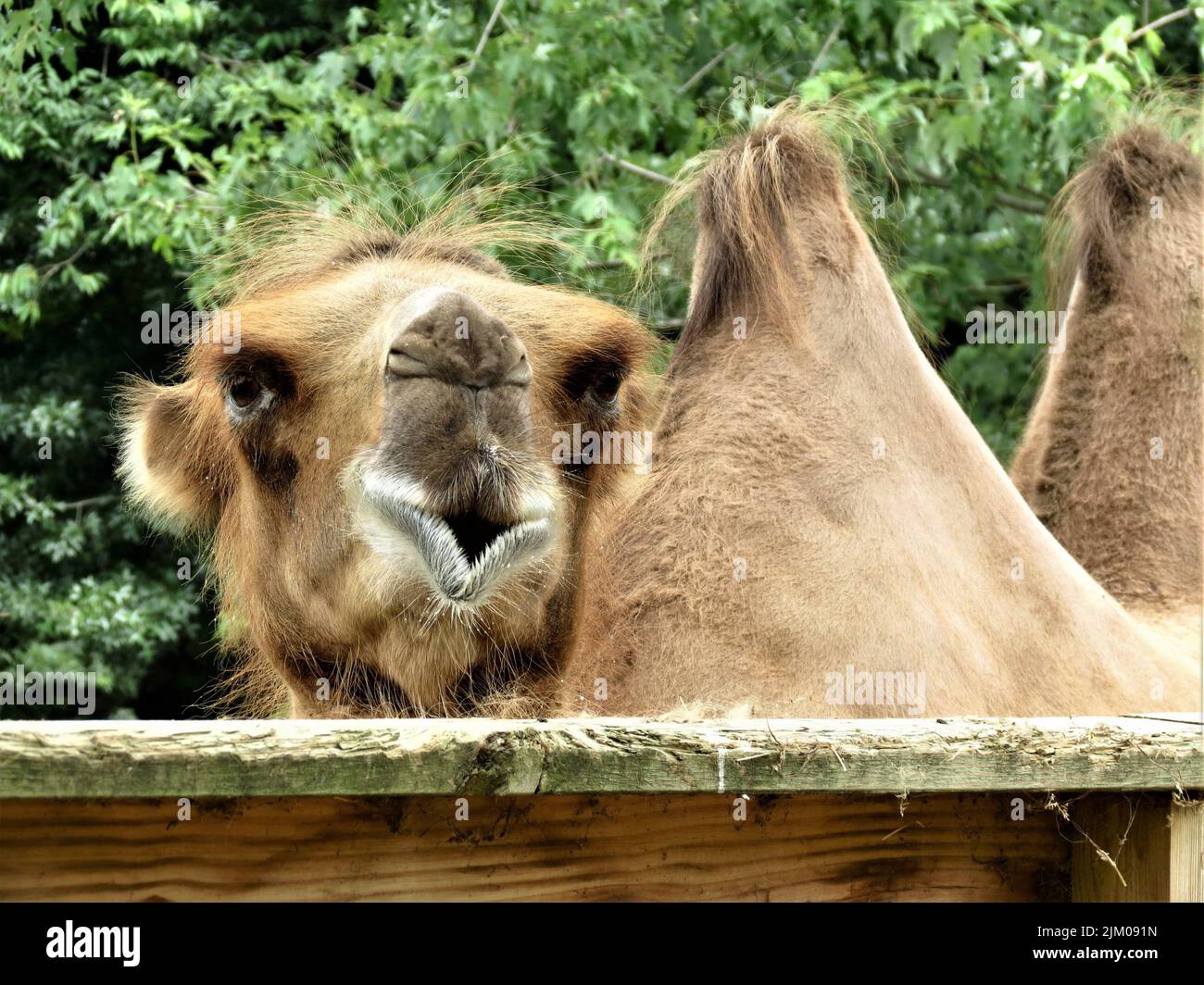 Camel with two humps hi-res stock photography and images - Alamy