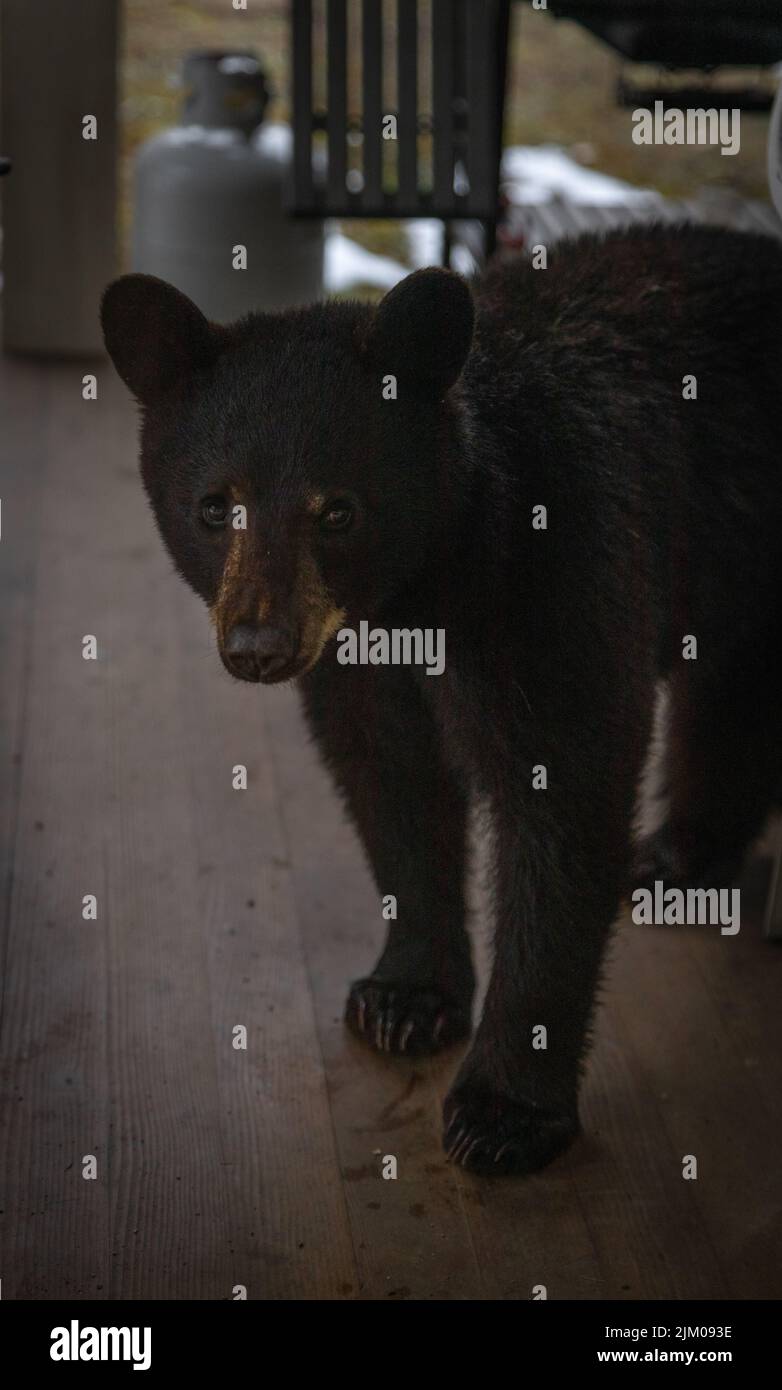 A vertical shot of an American black bear on the blurry background ...