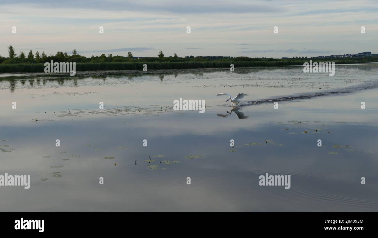 A distant view of a bird flying over a lake view of a lake with trees ...