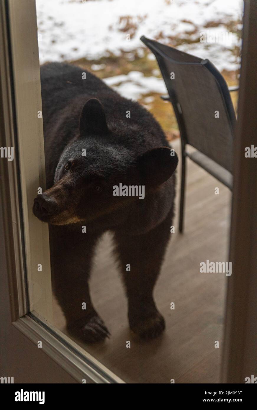 A vertical shot of an American black bear on the blurry background ...