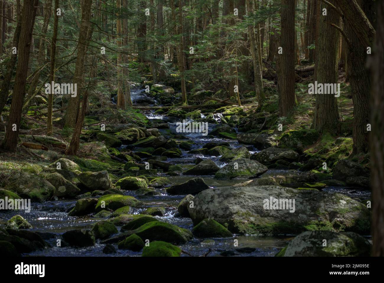 Shallow water environment hi-res stock photography and images - Alamy